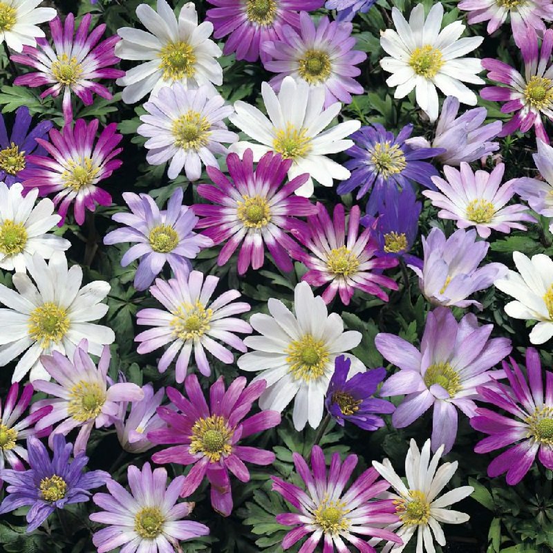 Allium Bulb Mixed Collection | Holbury Hardware Stores