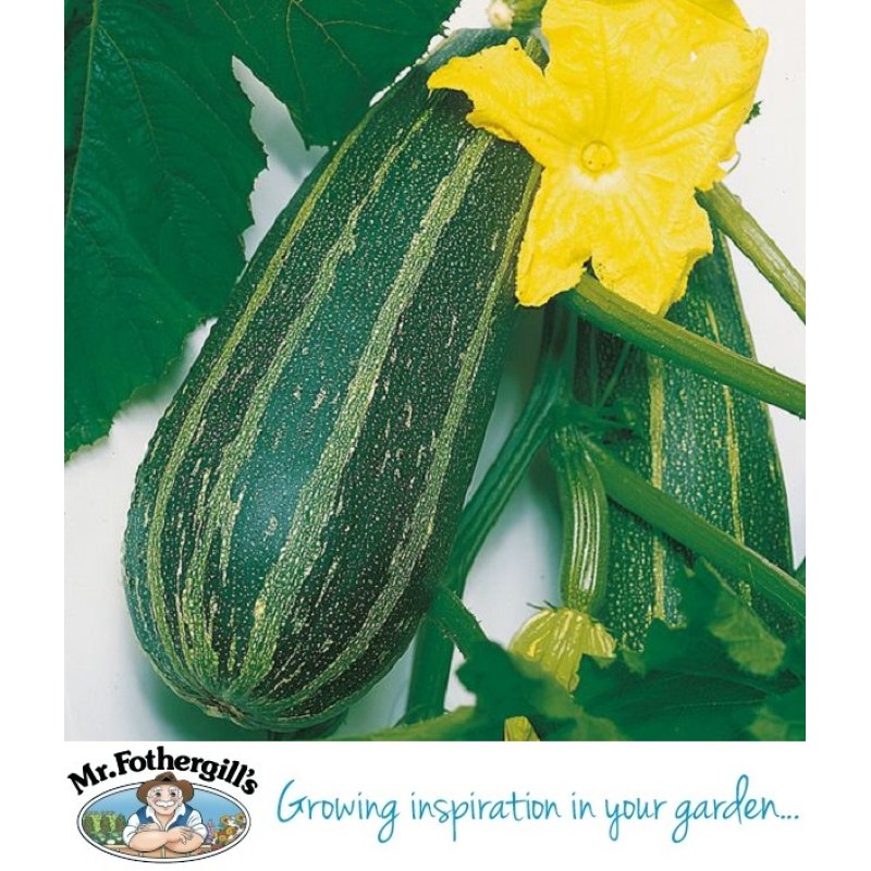 Marrow Seeds - Long Green Bush 2 | Holbury Hardware Stores