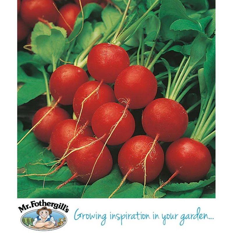 Radish Scarlet Globe | Holbury Hardware Stores