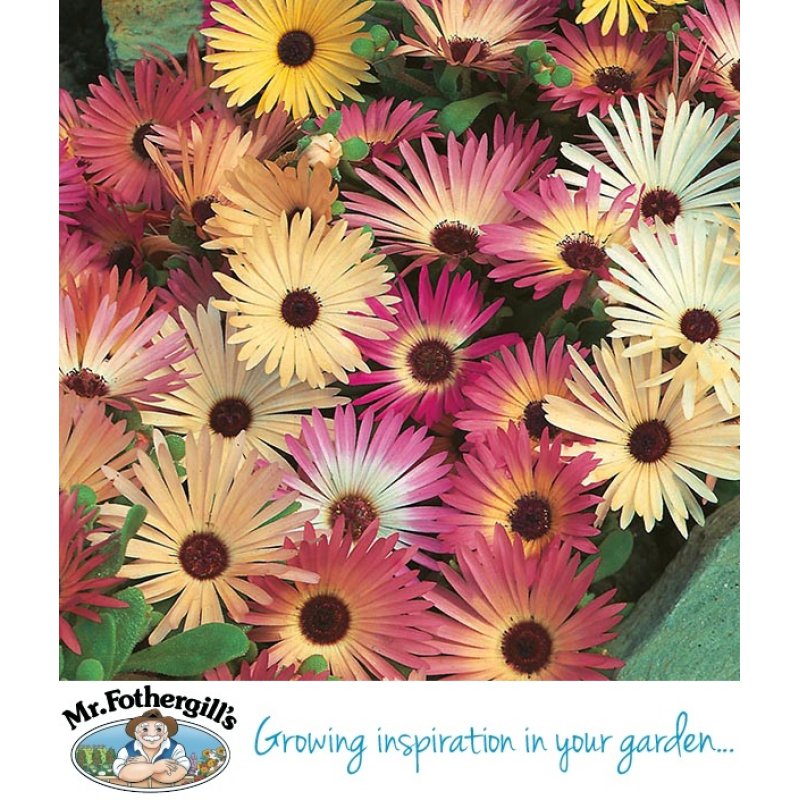 Mesembryanthemum Livingstone Daisy Mixed | Holbury Hardware Stores