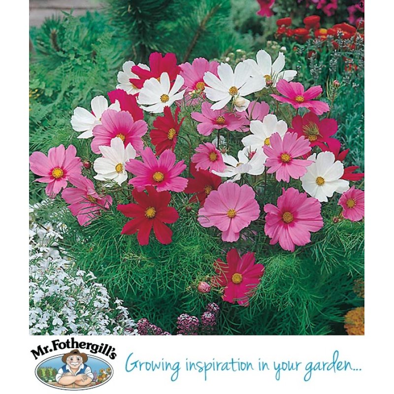 Cosmos Dwarf Sensation Mixed | Holbury Hardware Stores